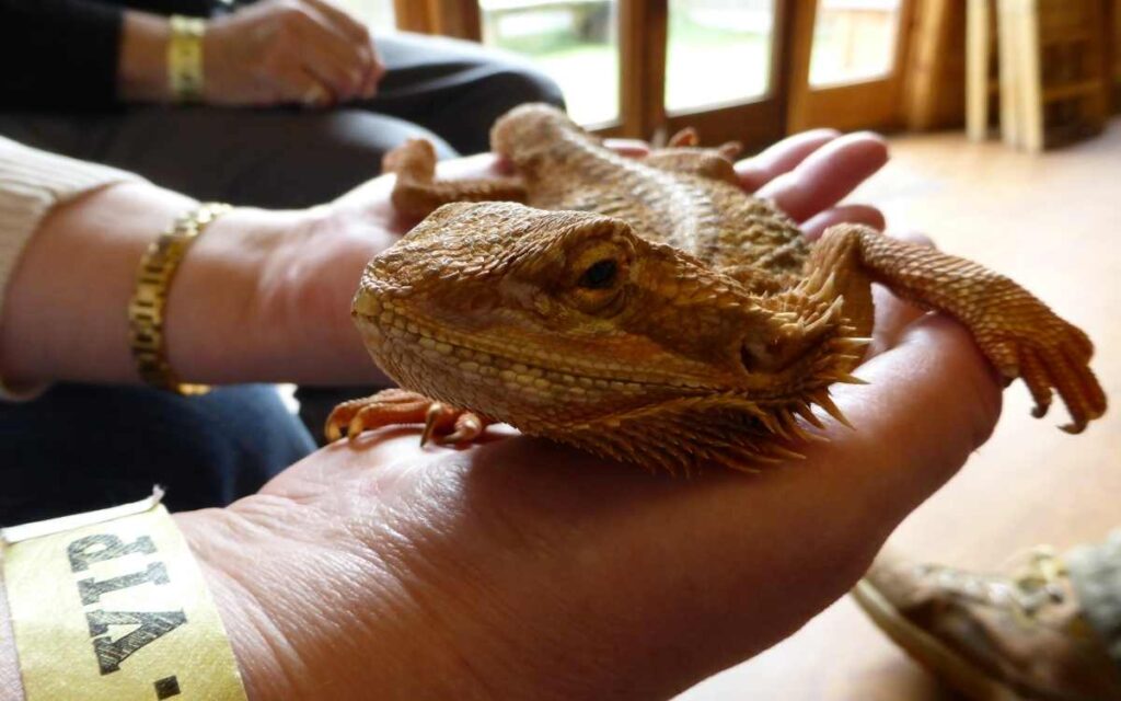 Bearded Dragon Brumation or Dead? (6 Common Signs) - Reptile Maniac