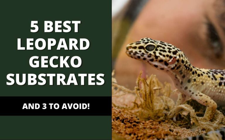 5 Best Substrates for Leopard Geckos! (Full Guide) - Reptile Maniac