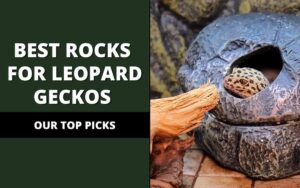 6 Best Rocks for Leopard Geckos (Tried & Tested!) - Reptile Maniac
