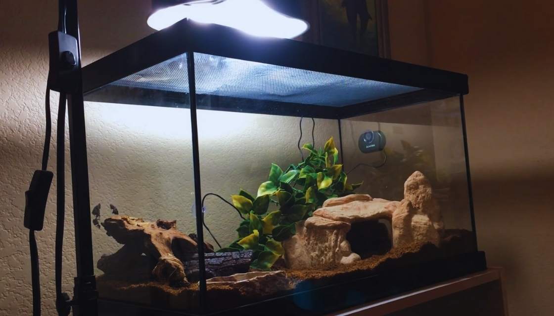 Leopard Gecko Care Guide (All-In-One Guide!) - Reptile Maniac